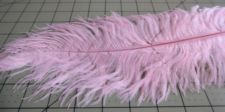 How to choose Ostrich Feathers – …out of a portrait